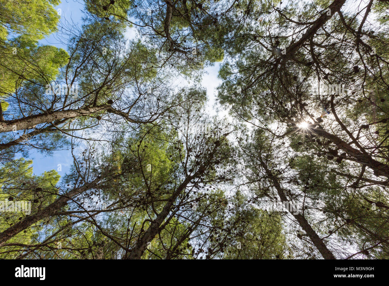 Marine tree forest Stock Photo - Alamy