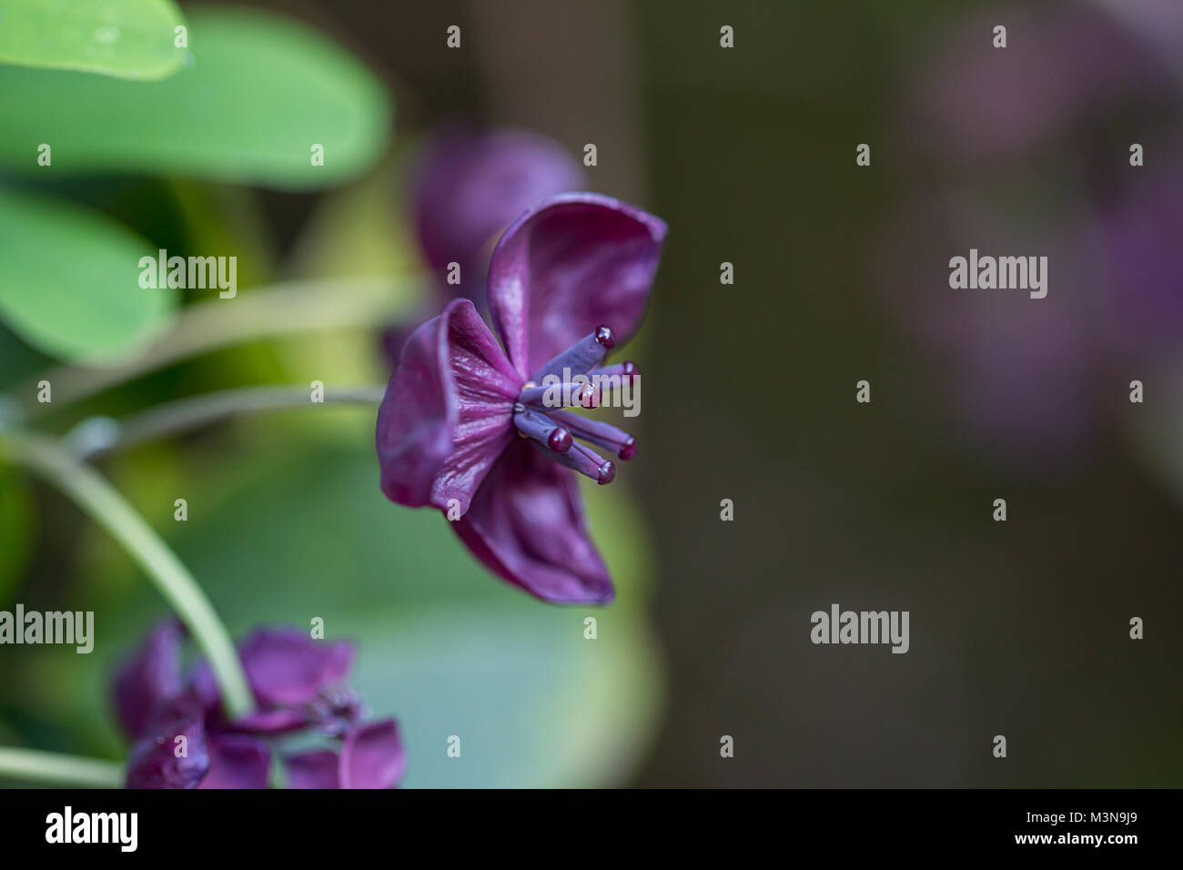 Five petal japanese flowers hi-res stock photography and images - Alamy