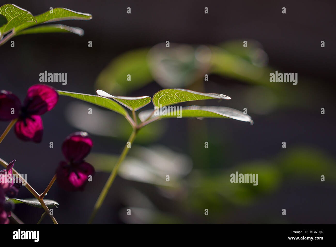 The foliage and flowers of the Akebia Quinata plant, also known as the ...