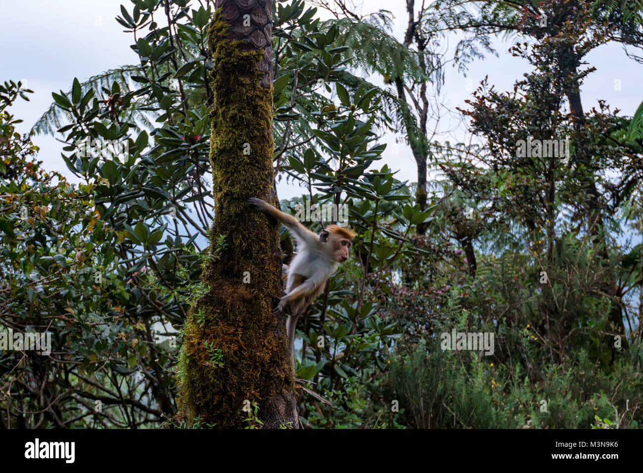 Srilankan toque macaque or Macaca sinica in jungle Stock Photo - Alamy