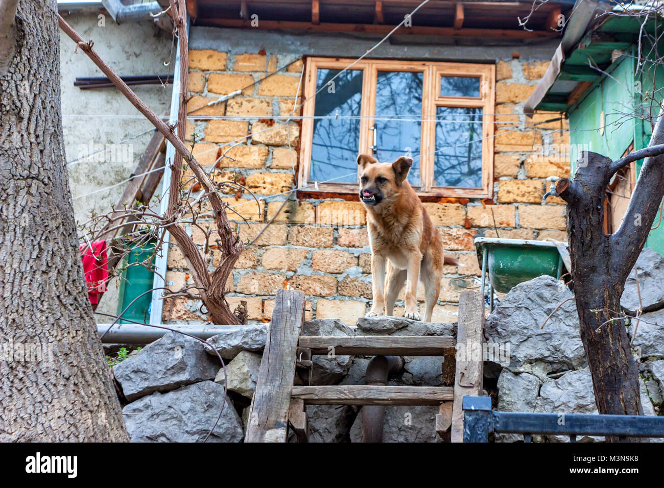 Mutilated dog outdoors Stock Photo - Alamy