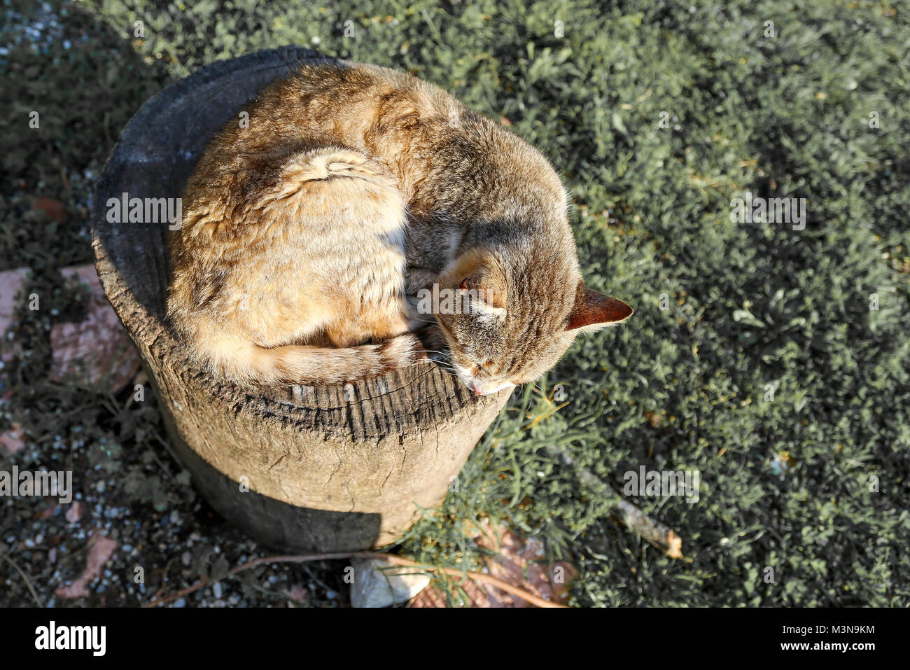 cat on log Stock Photo - Alamy