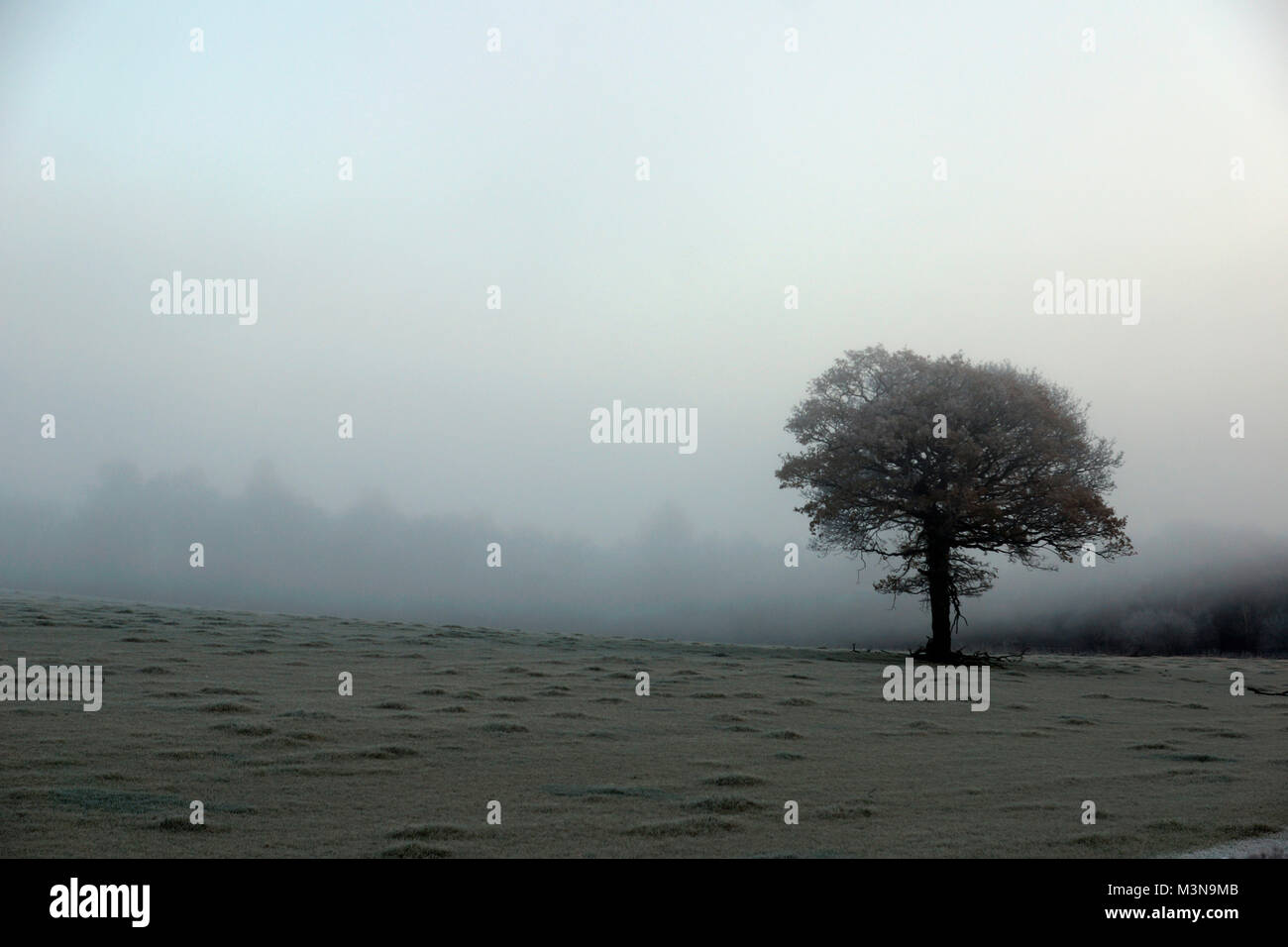 Misty trees hi-res stock photography and images - Alamy