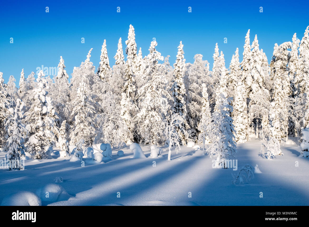 Snow-laden forests of northern Finland Stock Photo - Alamy
