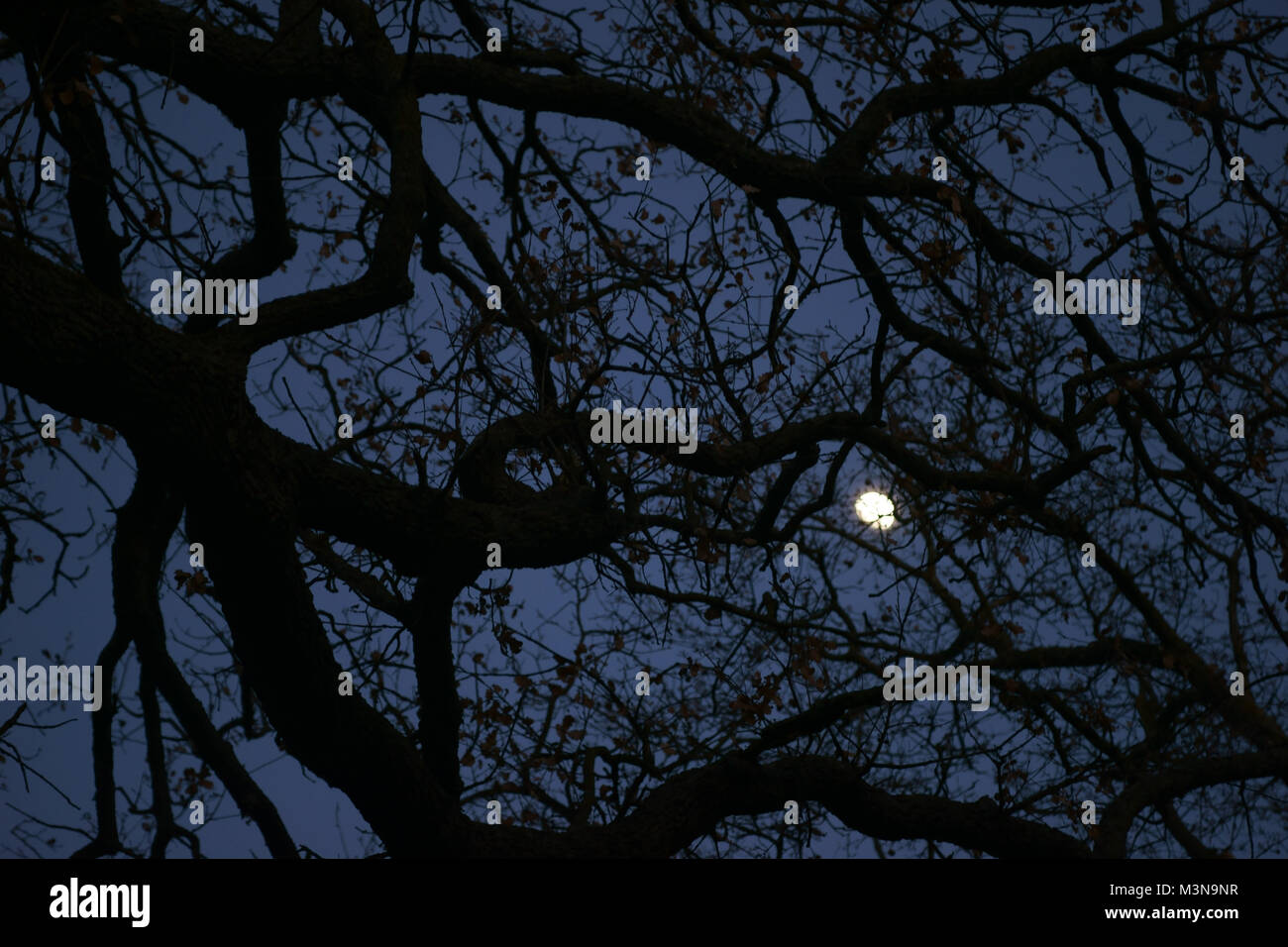 Moon between tree hi-res stock photography and images - Alamy