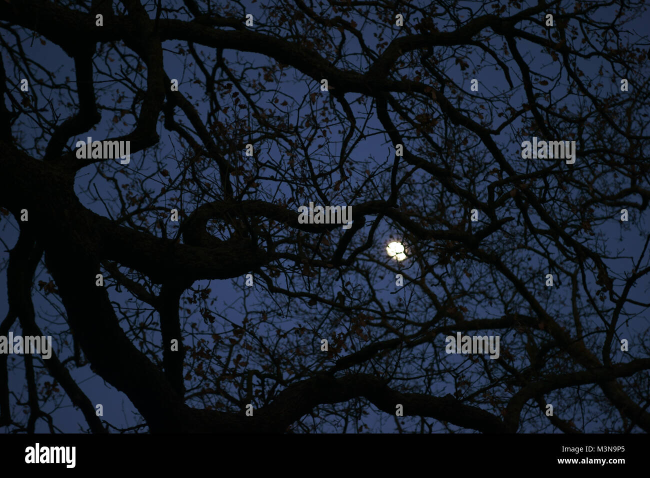 Moon between tree branches in tuscany, italy Stock Photo - Alamy