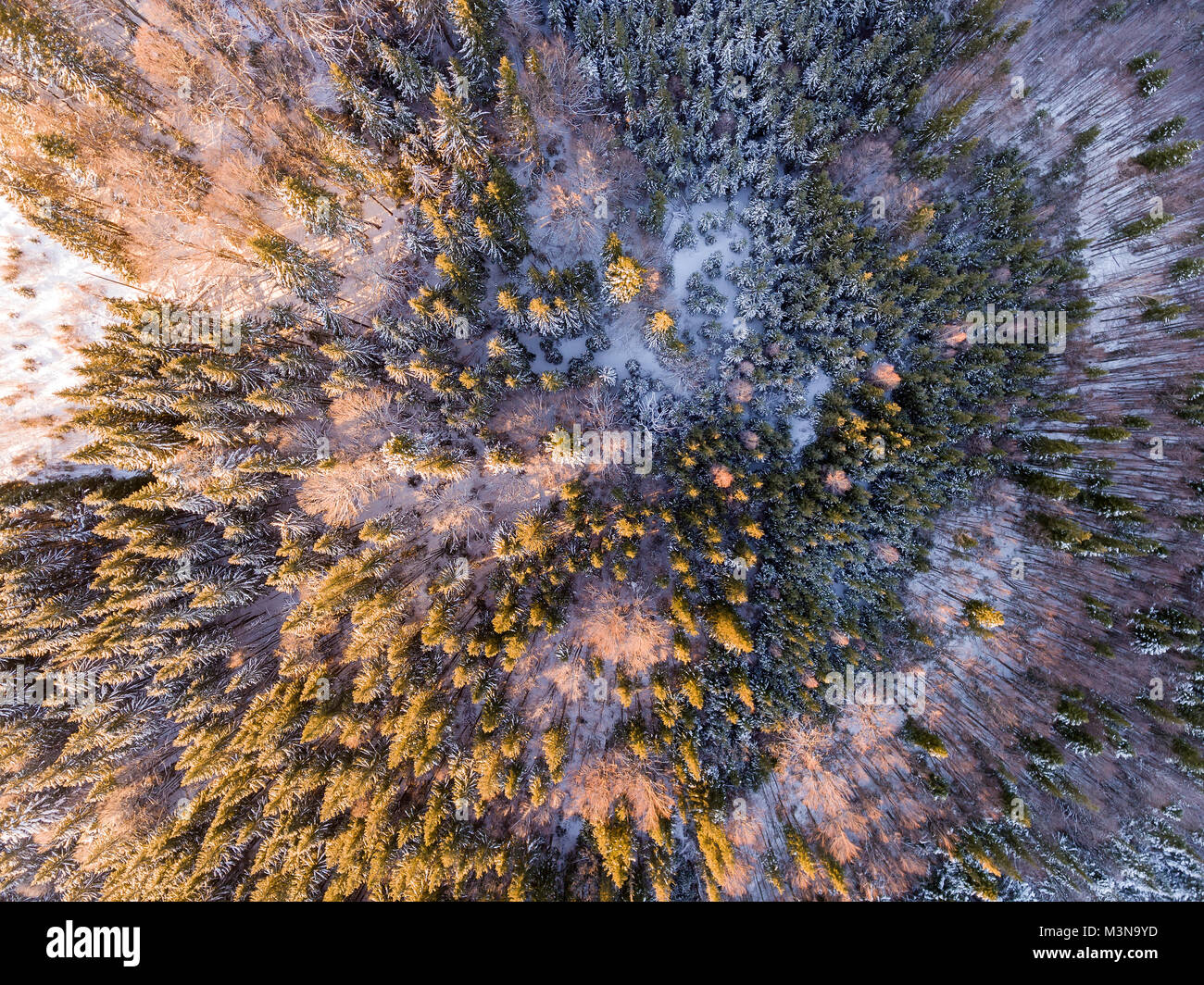 aerial view of winter forest covered in snow. drone photography ...