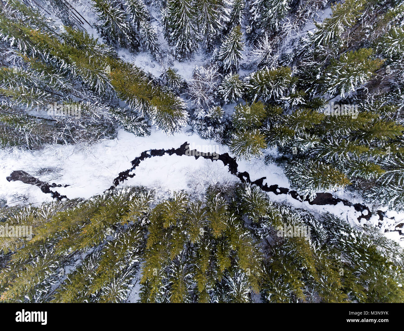 aerial view of winter forest covered in snow. drone photography ...