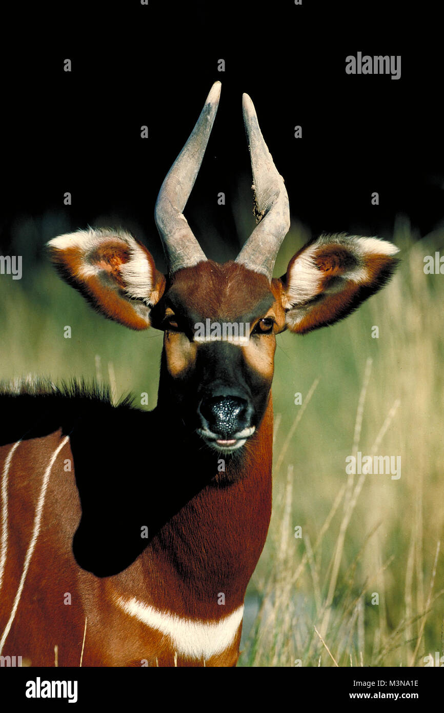 Bongos bongo hi-res stock photography and images - Alamy