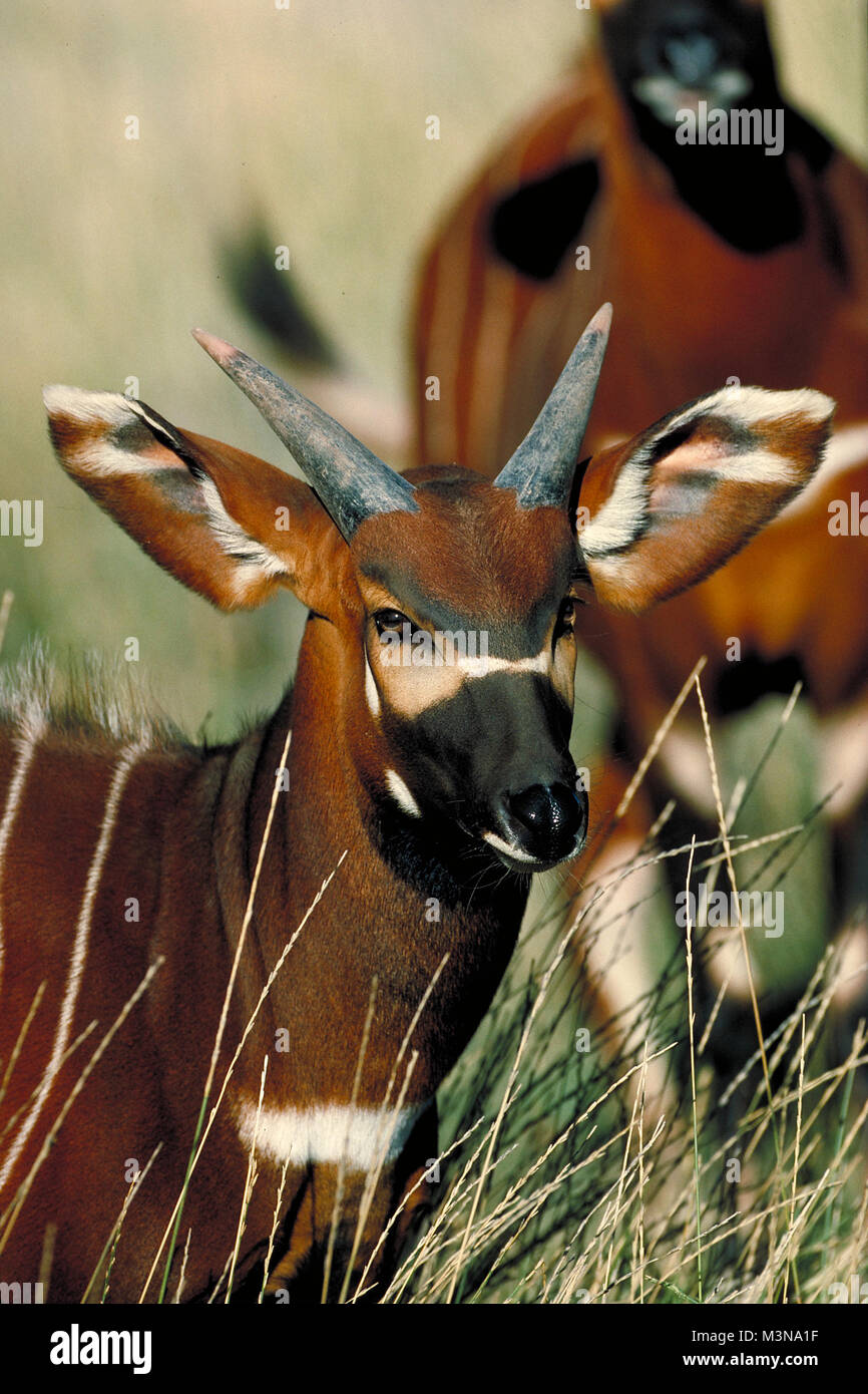 Bongos bongo hi-res stock photography and images - Alamy