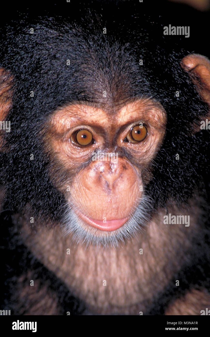 Chimp portrait hi-res stock photography and images - Alamy