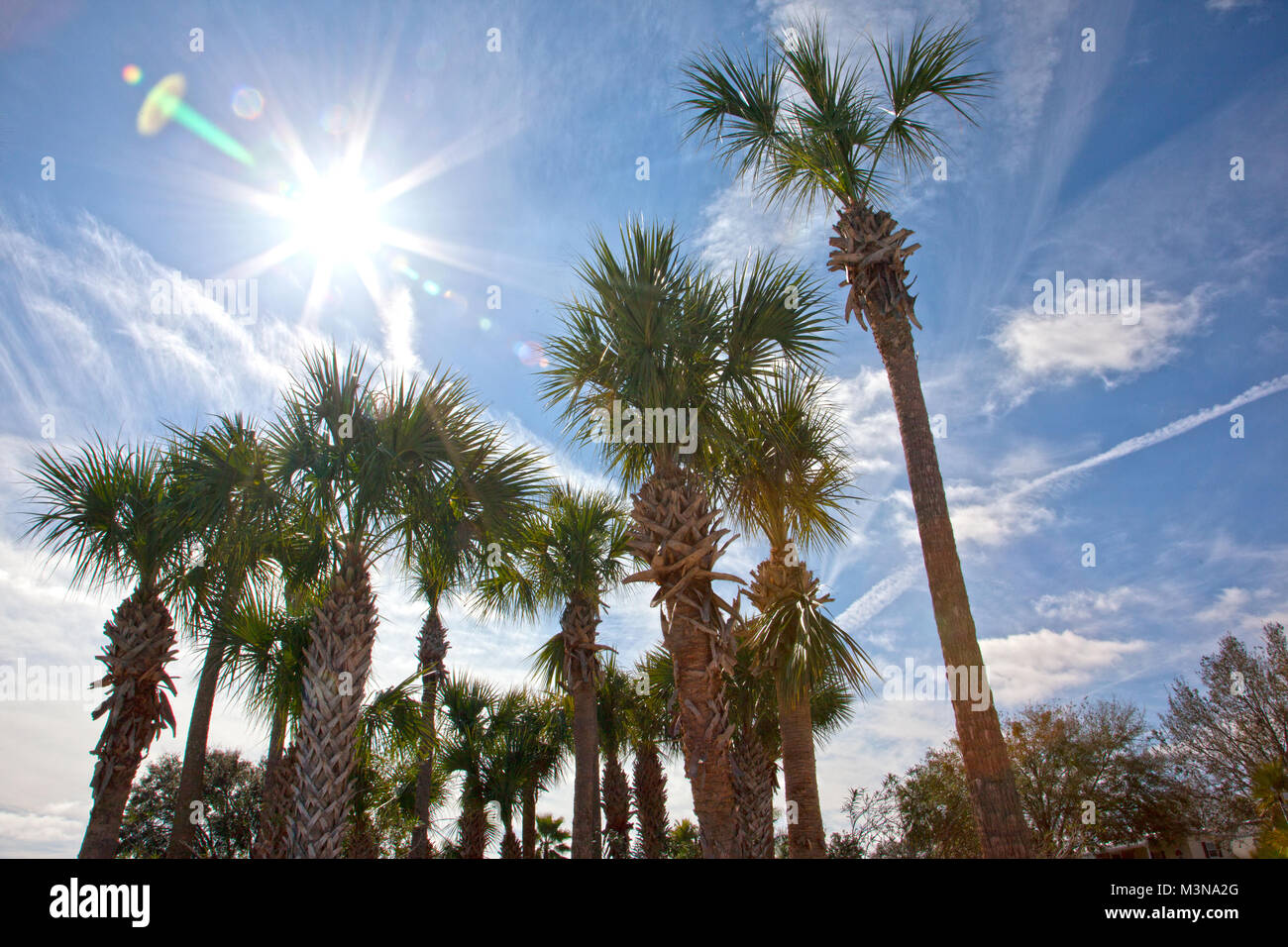 Sun behind palm tree hi-res stock photography and images - Alamy