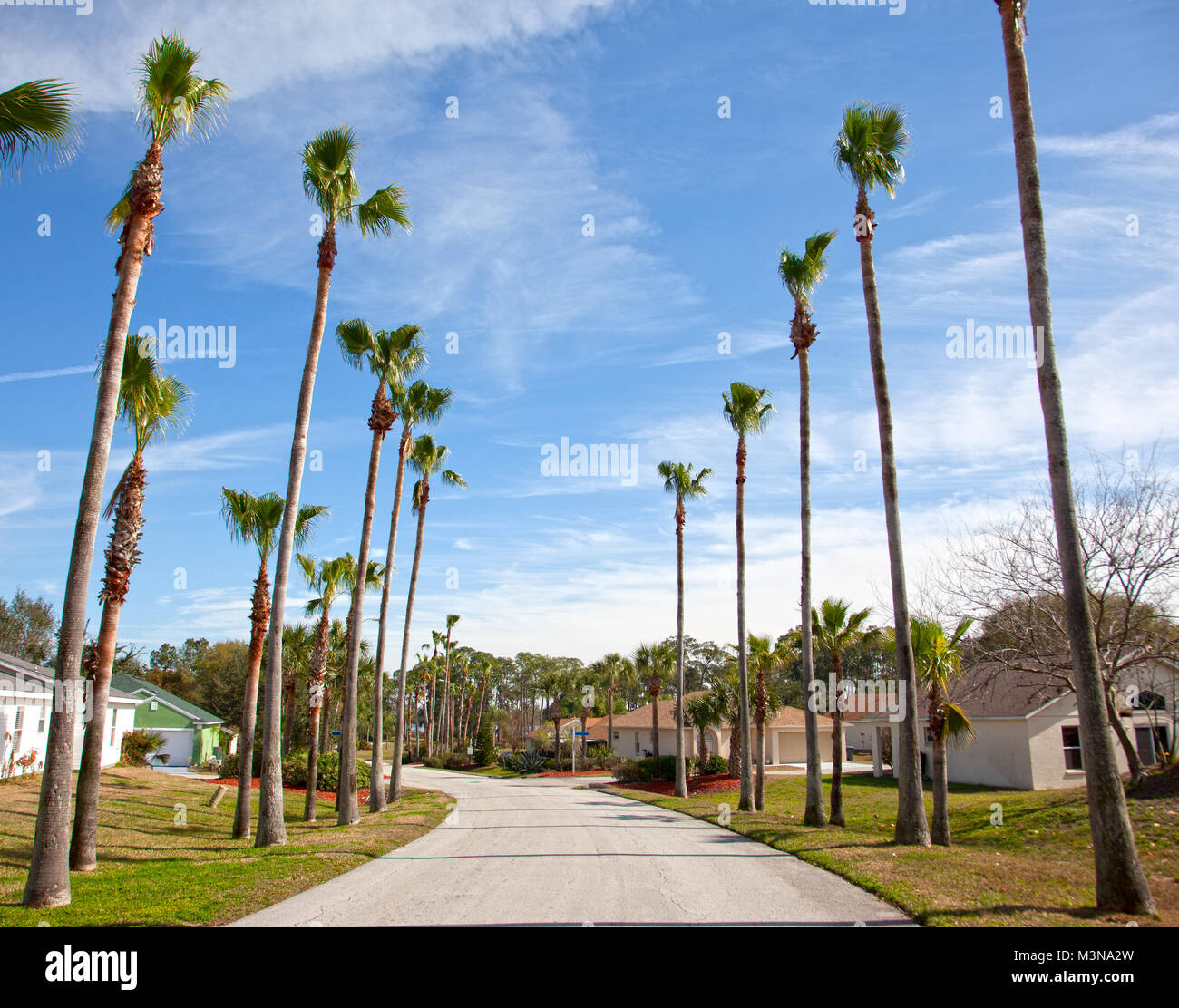 a little subdivision in the sunny south with a winding road and palm ...