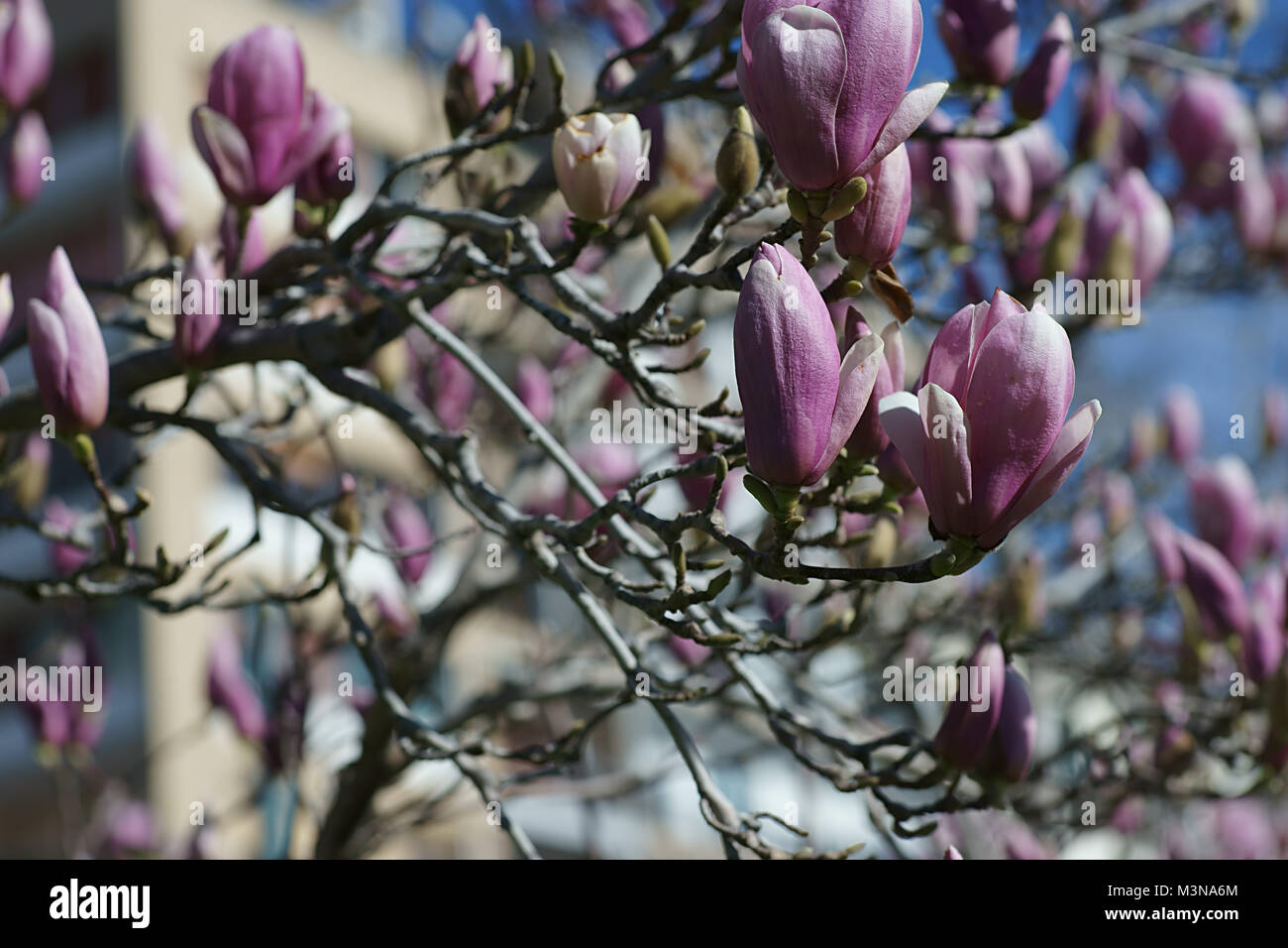 Pink Flowers of Magnolia tree - Napoli Italy, europe Stock Photo - Alamy