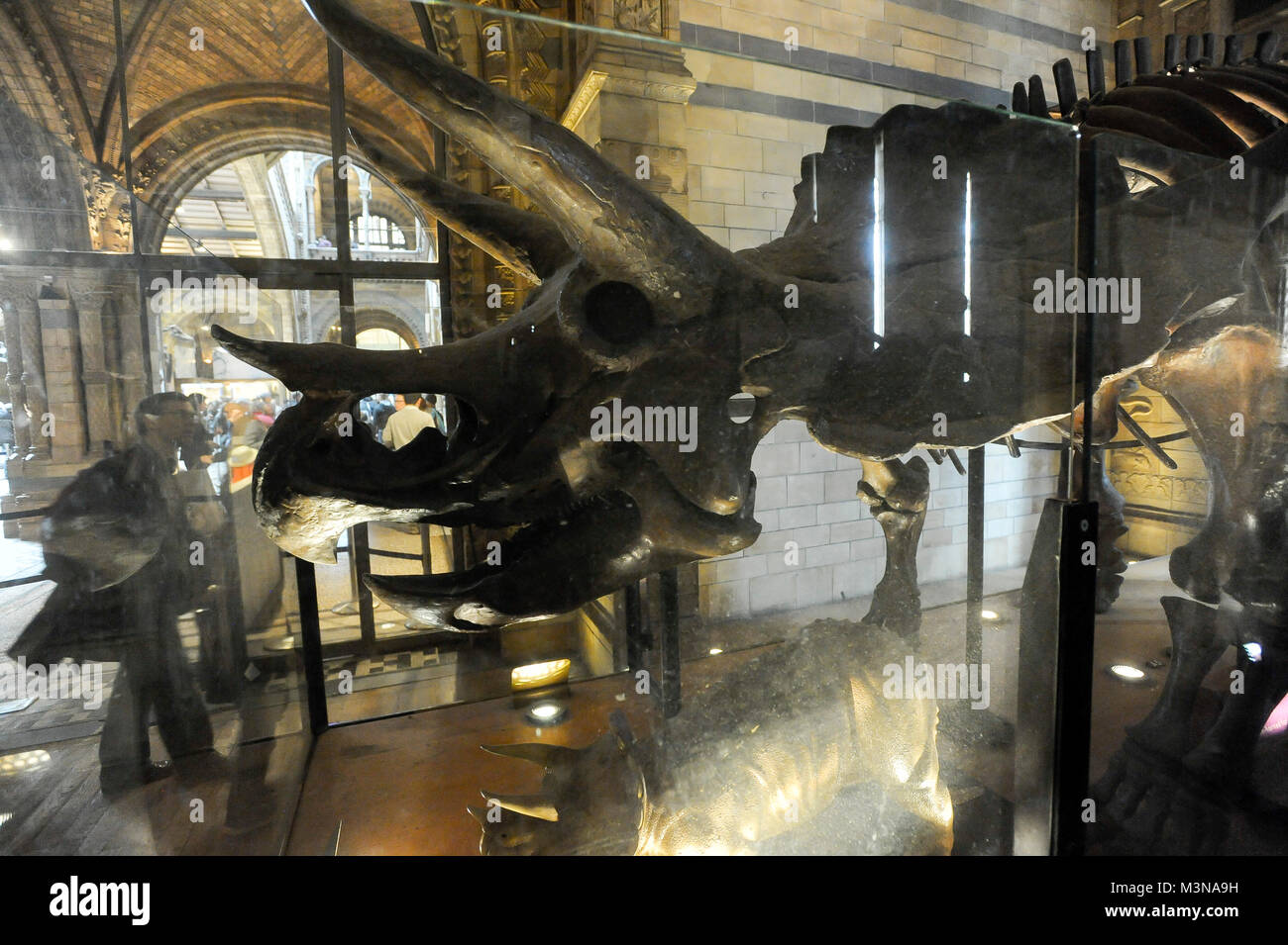 Life size model of dinosaur in Natural History Museum in London ...