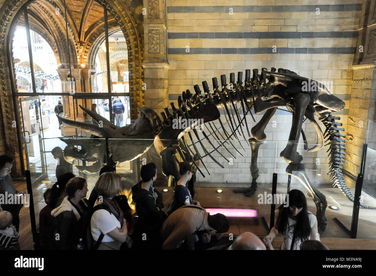 Life size model of dinosaur in Natural History Museum in London ...