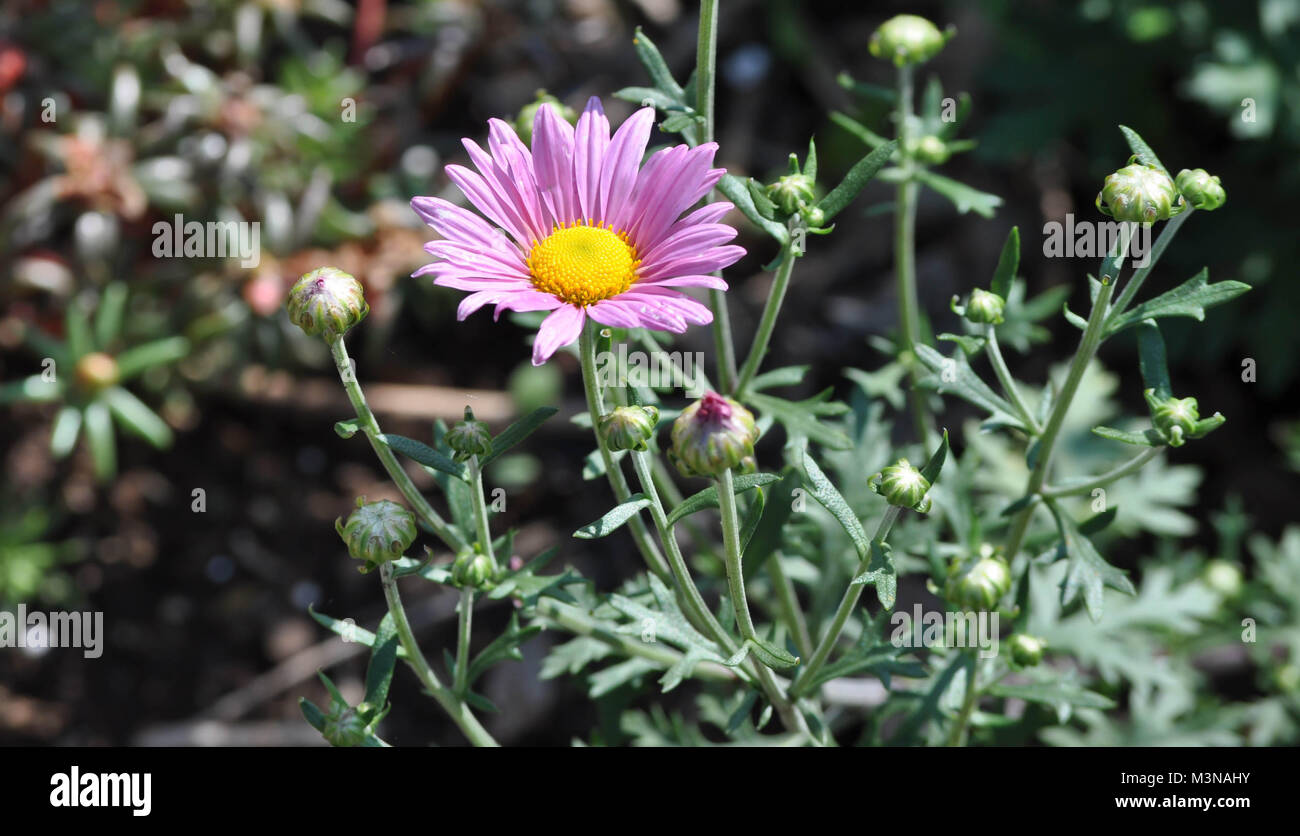 Pink African Daisy Flower in Bloom Stock Photo - Alamy