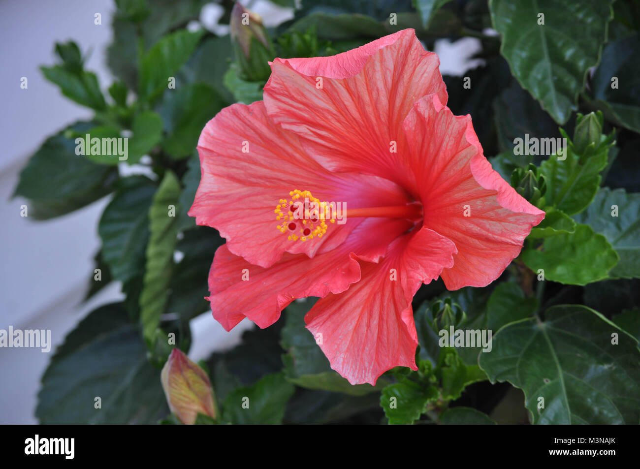 Hibiscus Flower in Full Bloom Stock Photo - Alamy