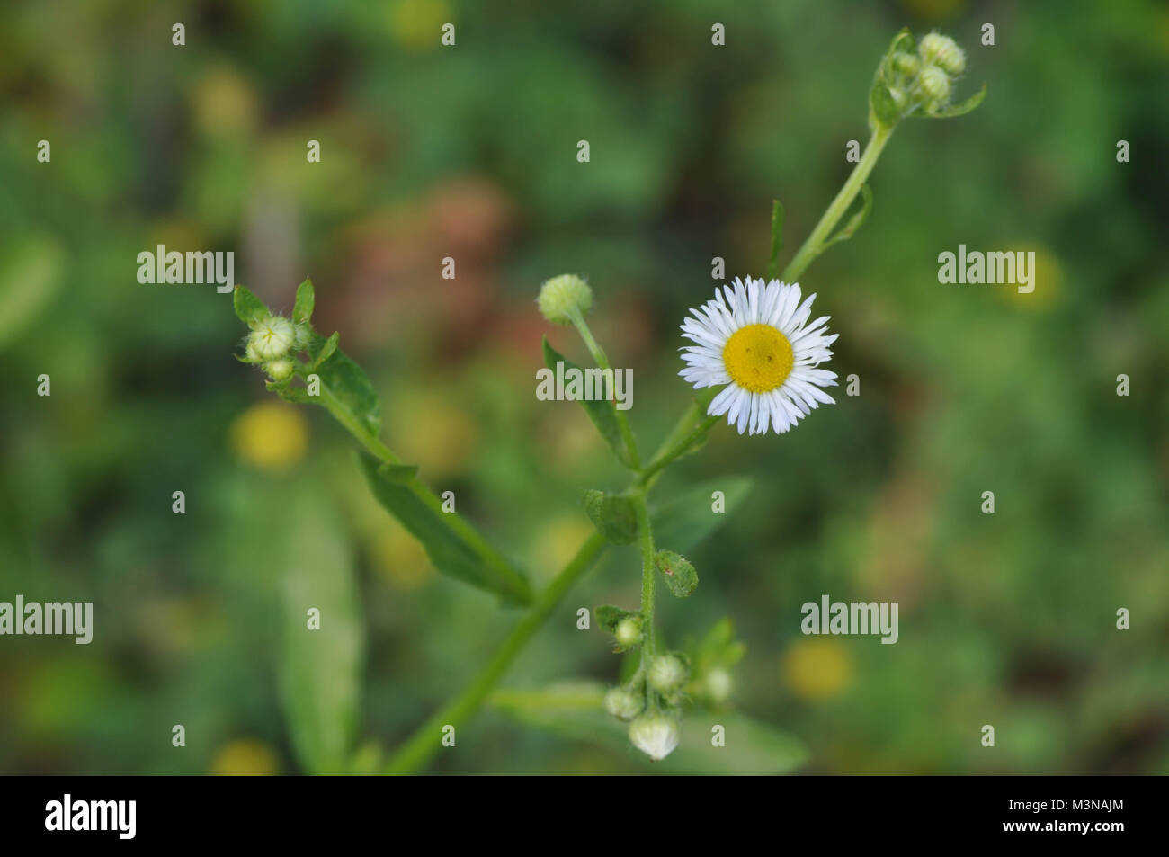Sad flower hi-res stock photography and images - Alamy