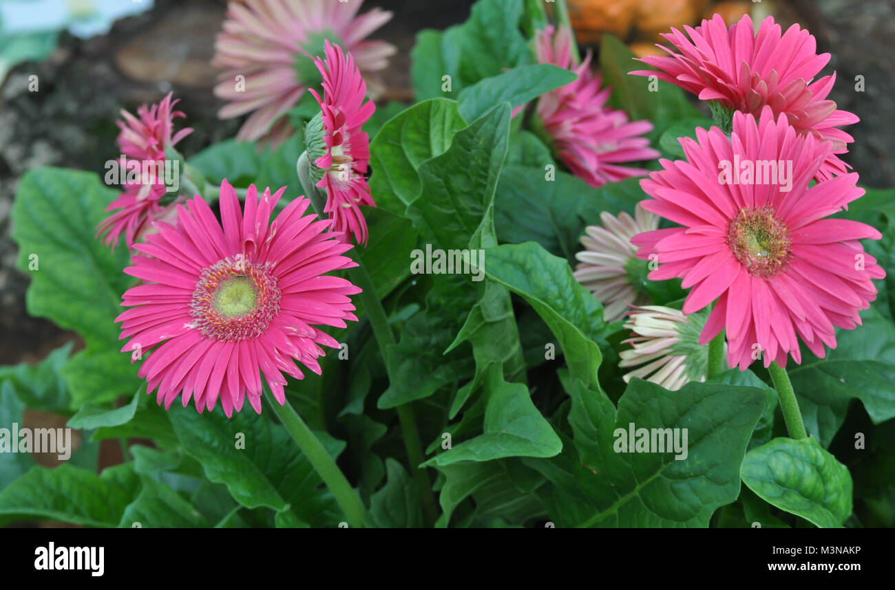 Pink Gerbera Daisy Flowers in Full Bloom Stock Photo - Alamy