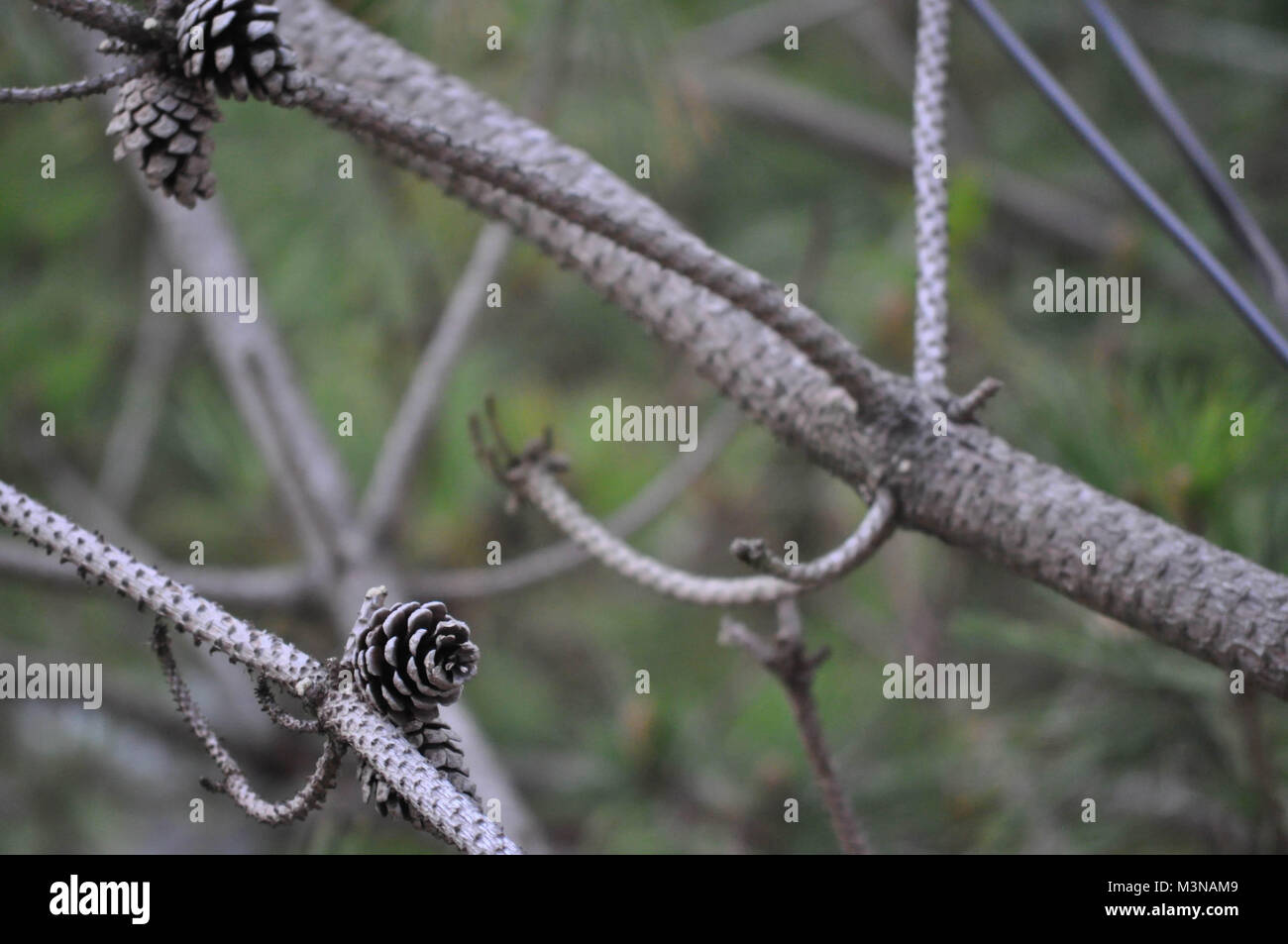 Pinecones in a Pine Tree Stock Photo - Alamy