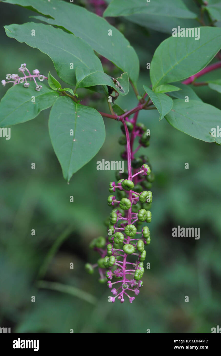 Polk weed hi-res stock photography and images - Alamy