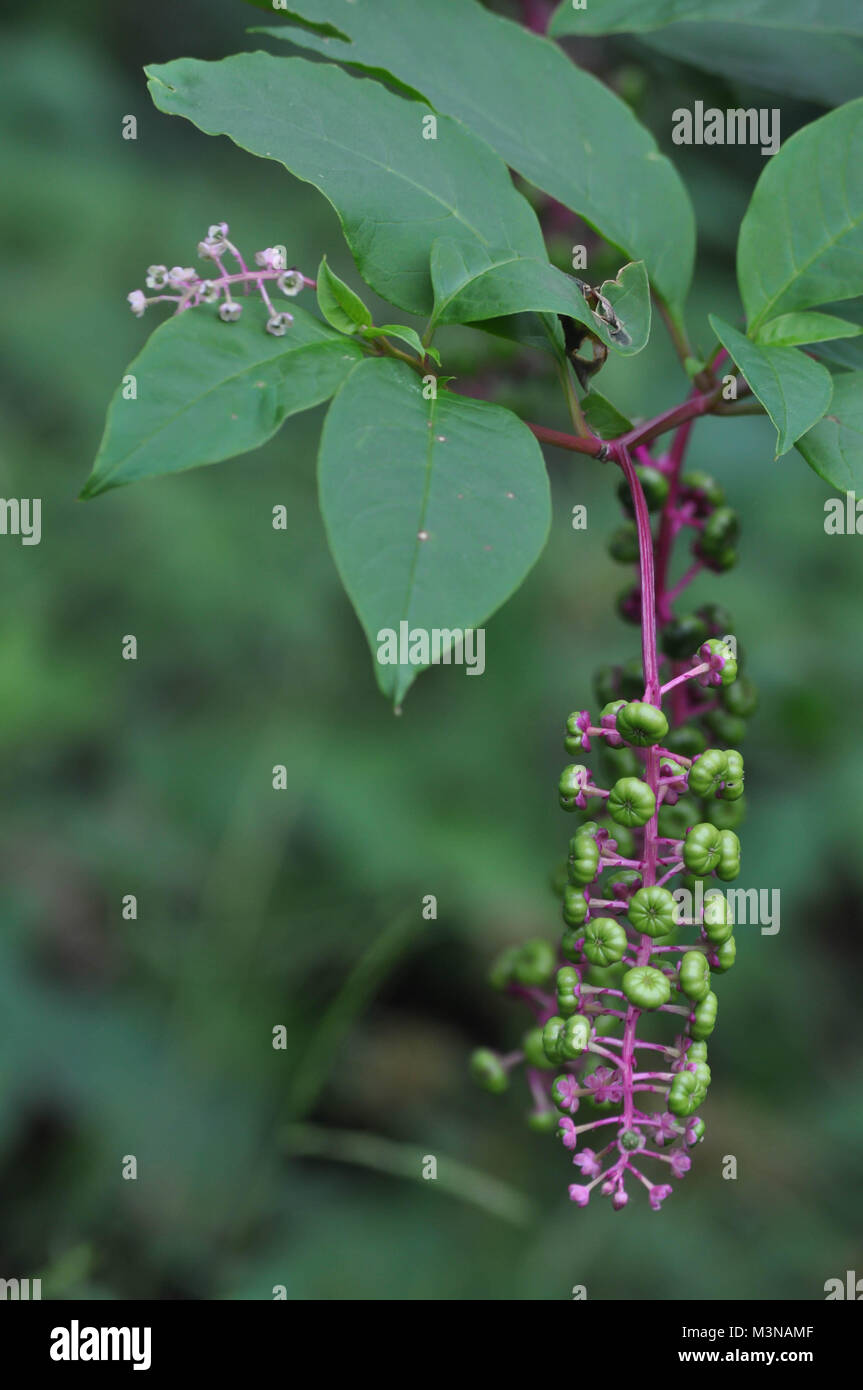 Polk Weed Plant Stock Photo - Alamy