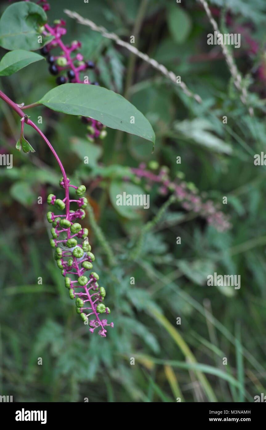 Polk Weed Plant Stock Photo - Alamy