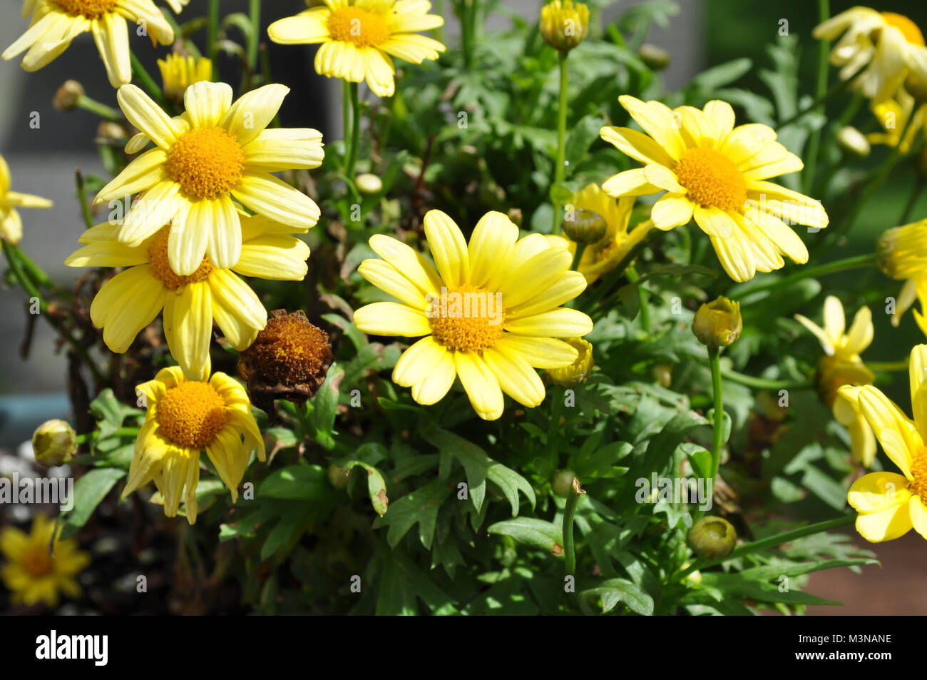 Yellow Daisy Flowers in Bloom Stock Photo - Alamy