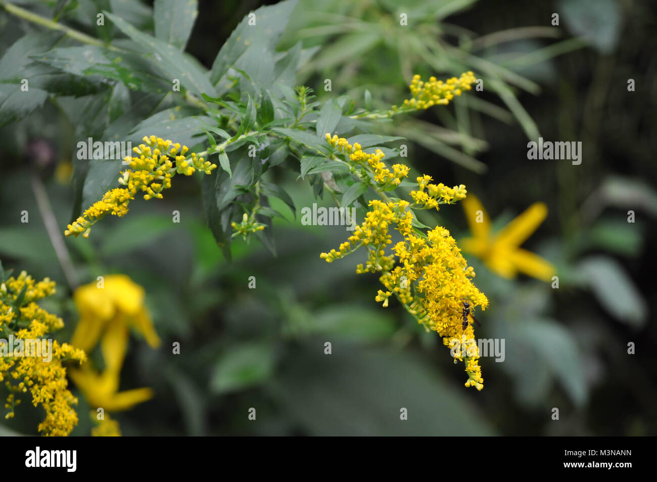 Golden rod plant hi-res stock photography and images - Alamy