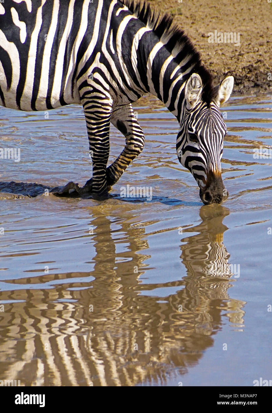 African savannah water hole hi-res stock photography and images - Alamy