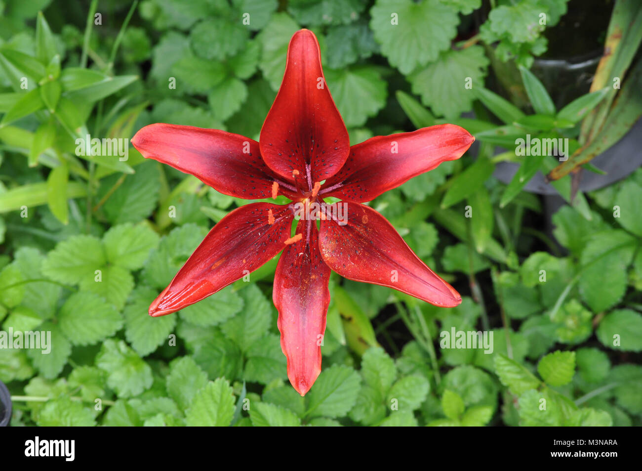 Day lily flower in bloom hi-res stock photography and images - Alamy