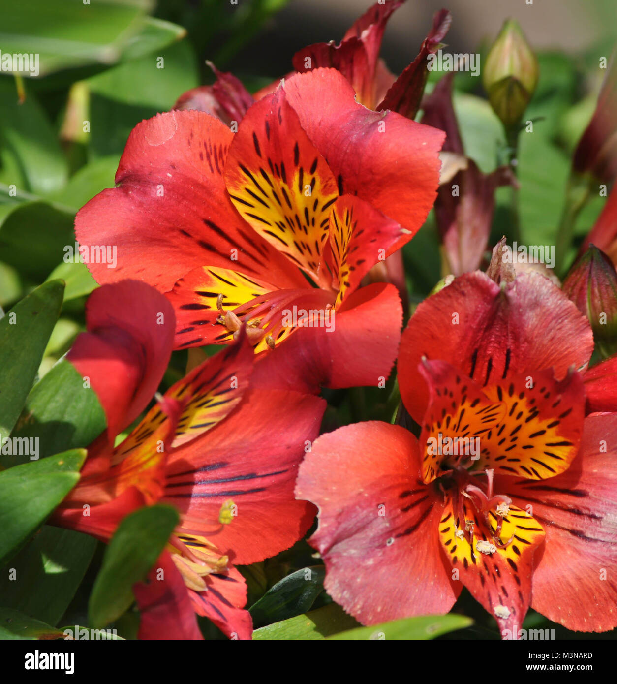 Inca lily hi-res stock photography and images - Alamy