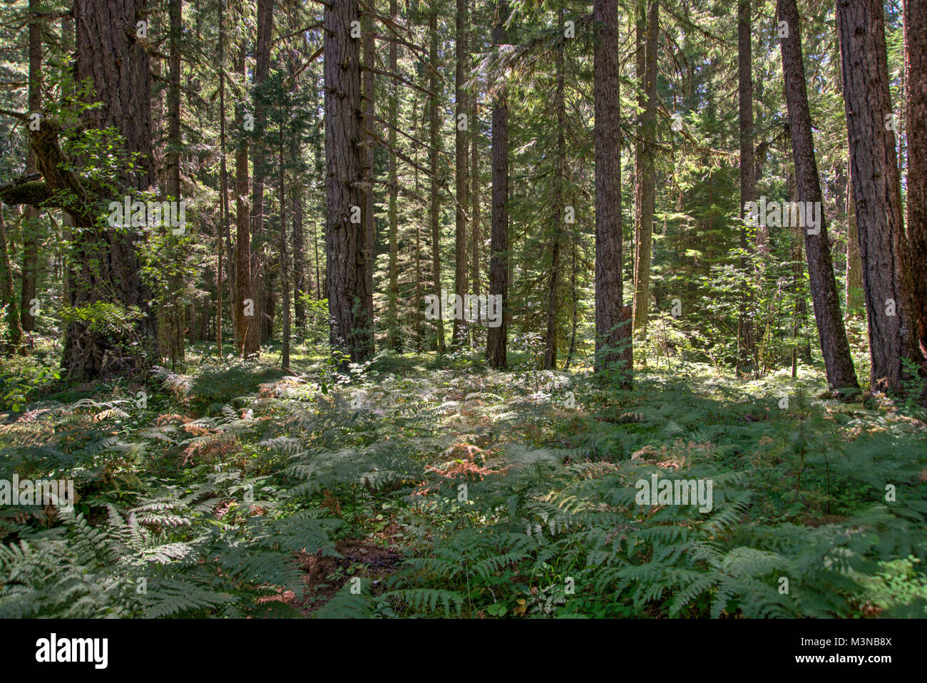 Old growth forest in Oregon Stock Photo - Alamy