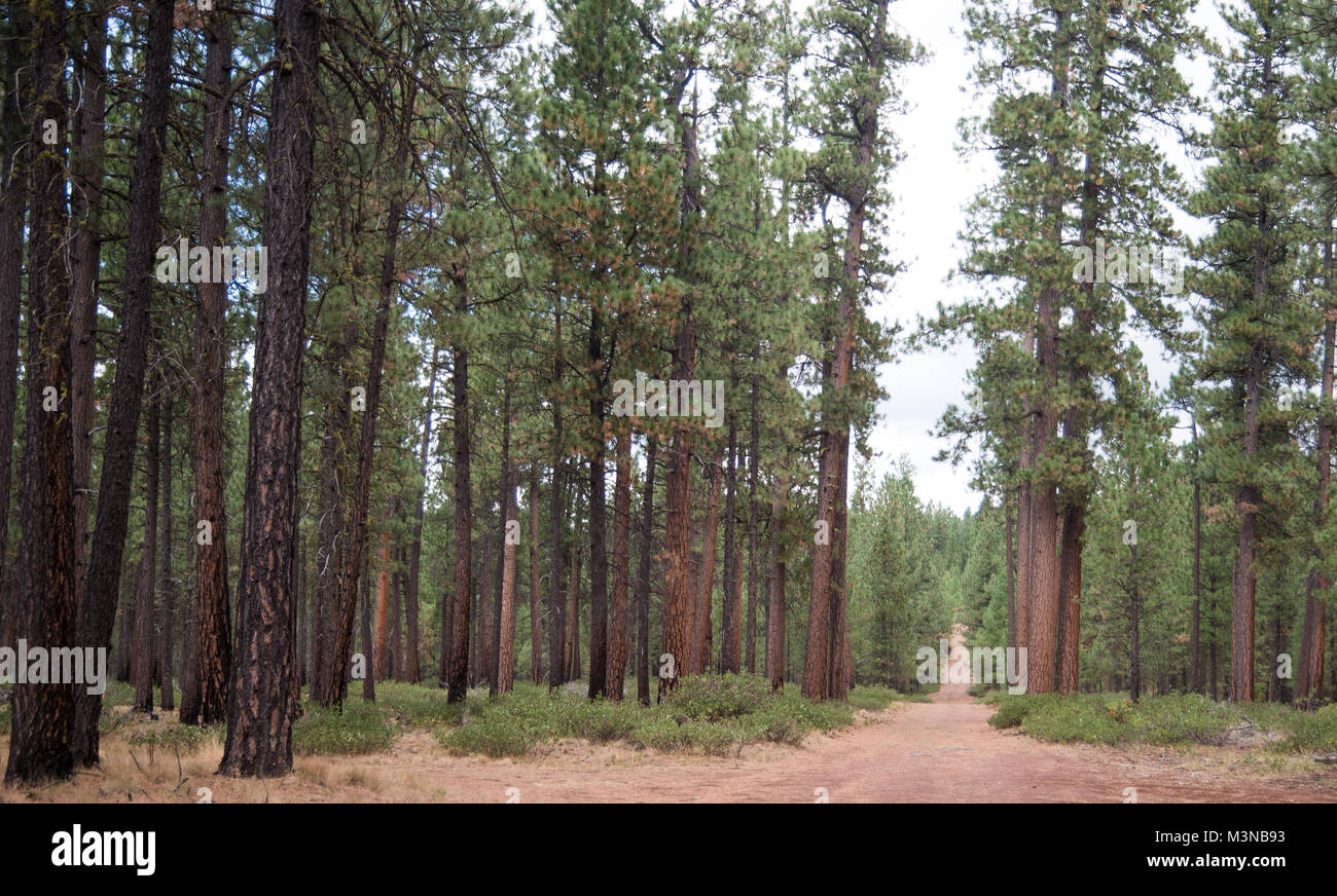 Cinder-covered road through a forest of old-growth Ponderosa Pine trees ...