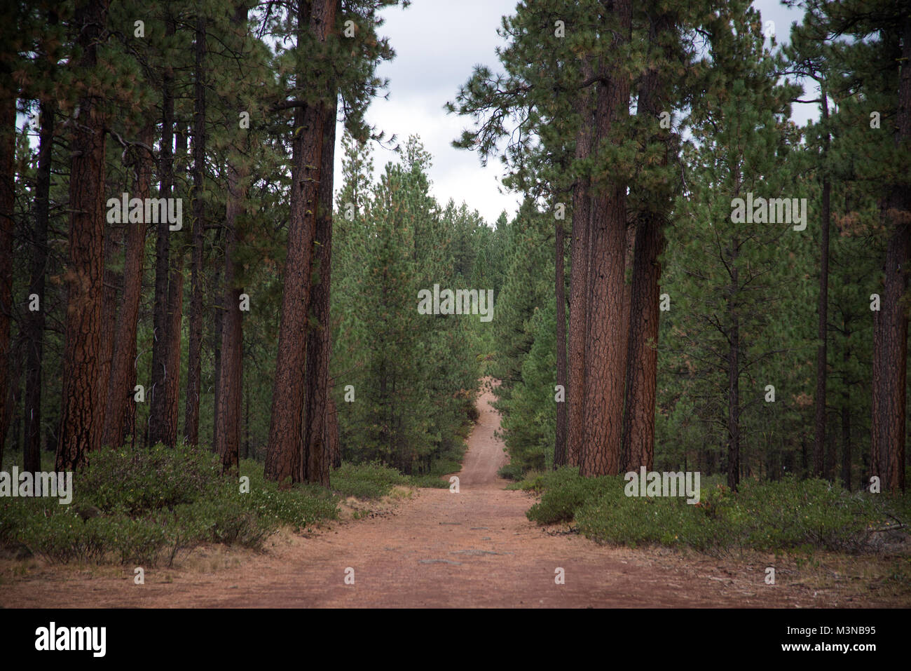 Cinder-covered road through a forest of old-growth Ponderosa Pine trees ...