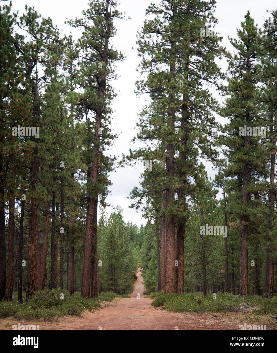 Cinder-covered road through a forest of old-growth Ponderosa Pine trees ...