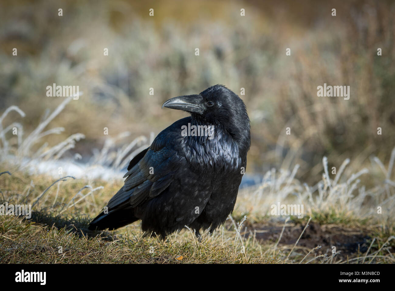 Covidae hi-res stock photography and images - Alamy
