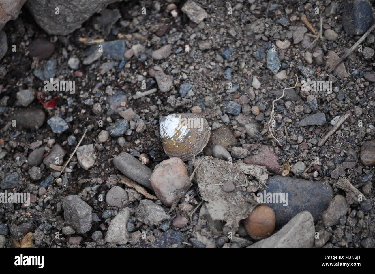 Shell on the Ground Stock Photo - Alamy