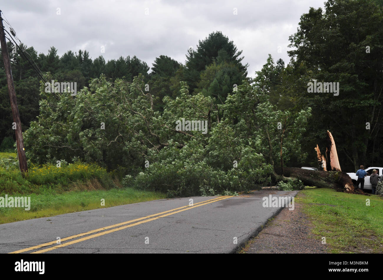 Lightning tree damage hi-res stock photography and images - Alamy
