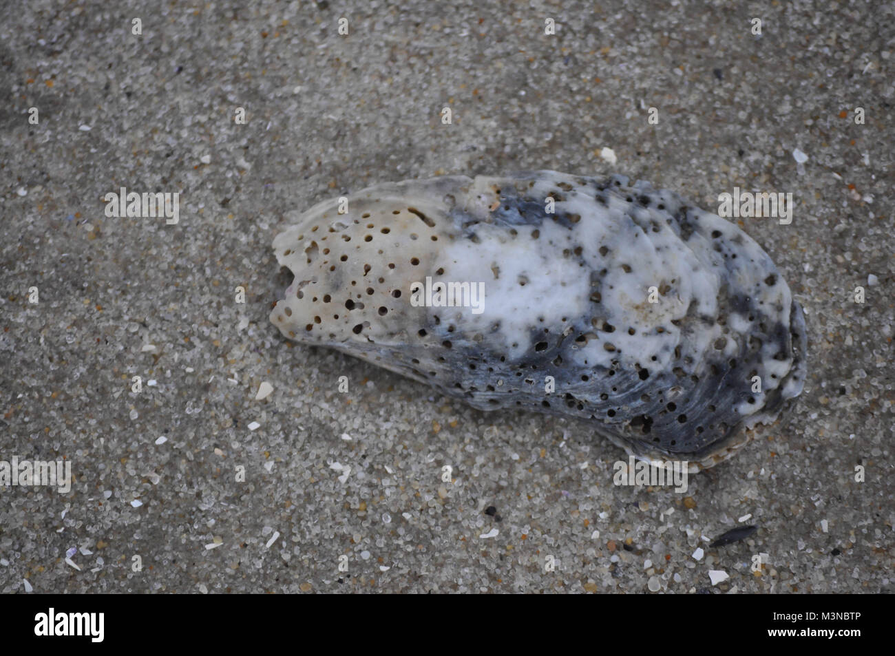 Mussel Shell on a Sandy Beach Stock Photo - Alamy