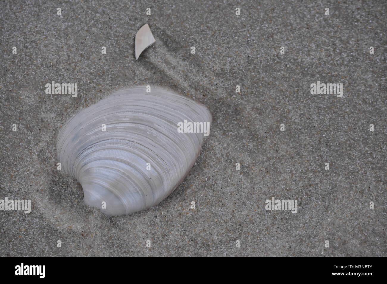 Sea Shell on a Sandy Beach Stock Photo - Alamy