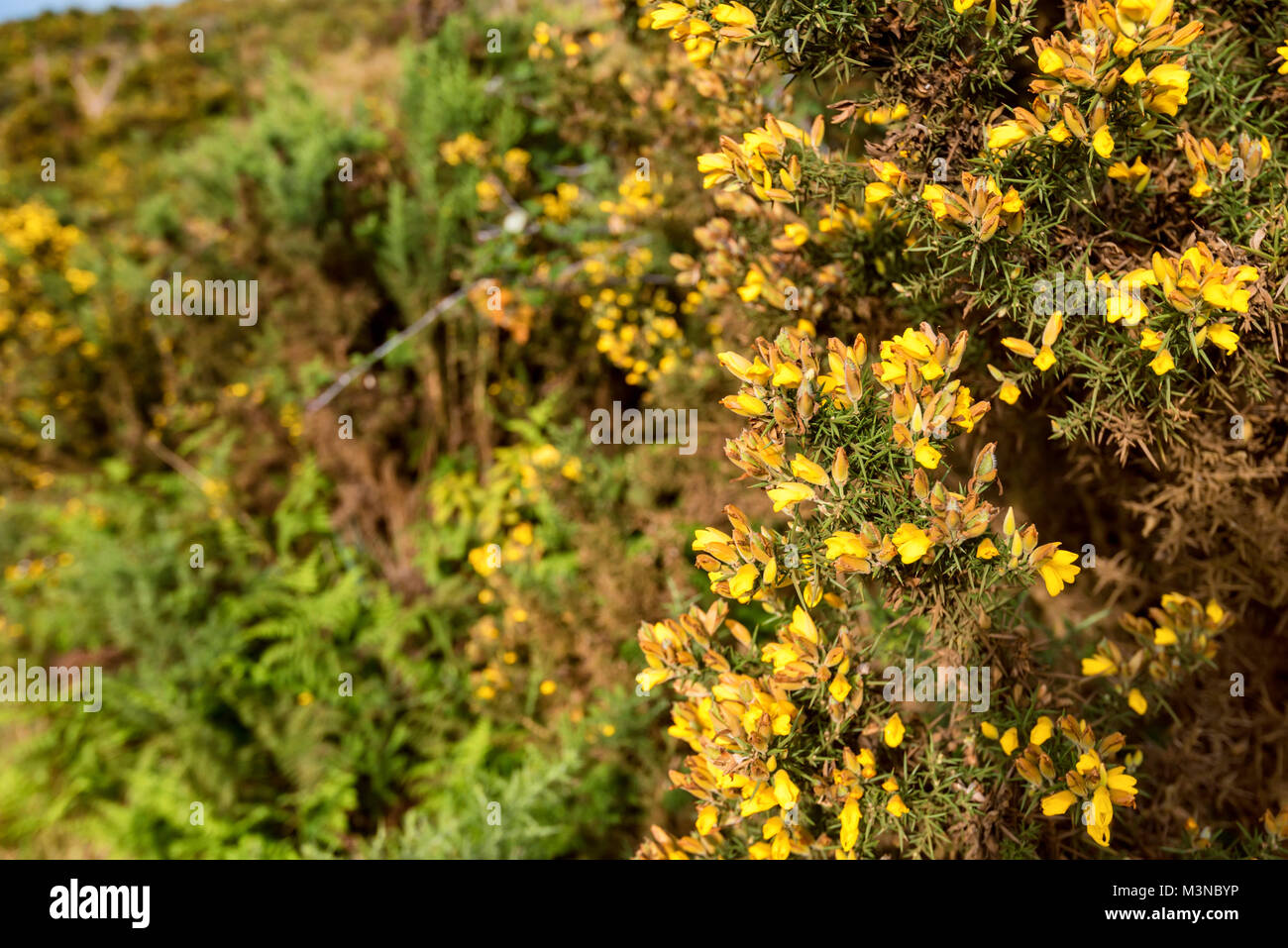 Flowering common gorse or Ulex europaeus Stock Photo - Alamy