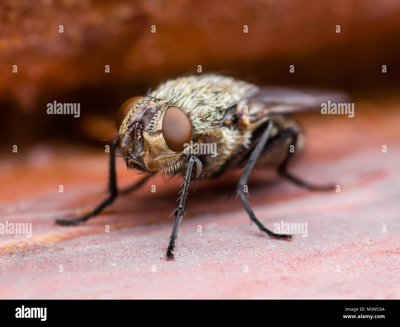 Insecticide legs hi-res stock photography and images - Alamy