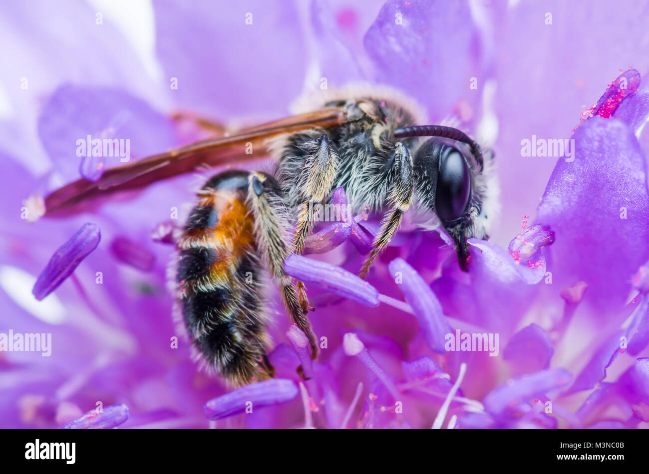 Detail closeup honeybee european hi-res stock photography and images ...