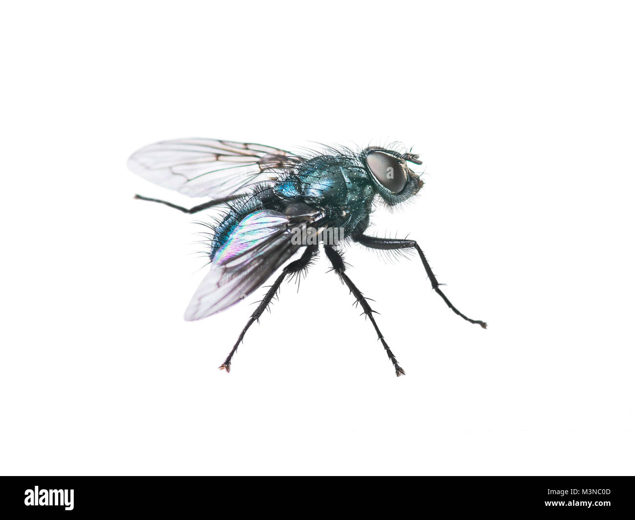Diptera insect Cut Out Stock Images & Pictures - Alamy