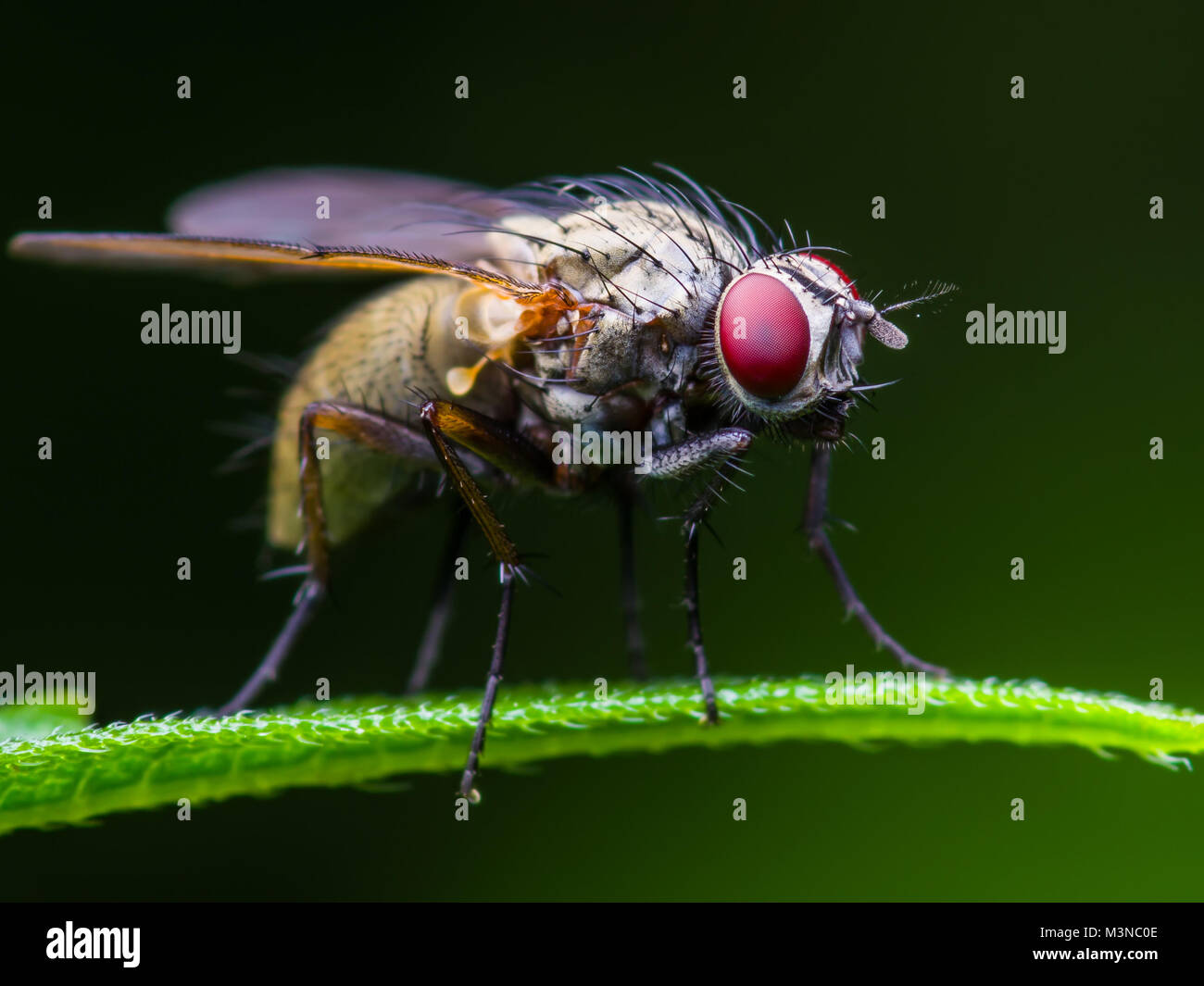Drosophila Fruit Fly Diptera Insect on Green Leaf Stock Photo - Alamy