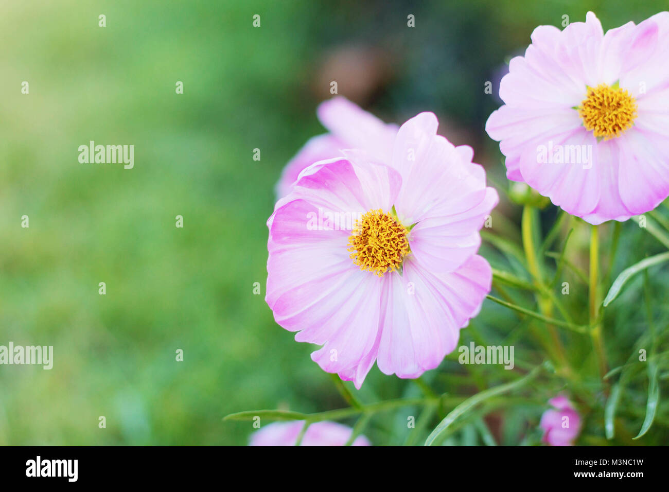 The beautiful of pink cosmos with nature in garden Stock Photo - Alamy