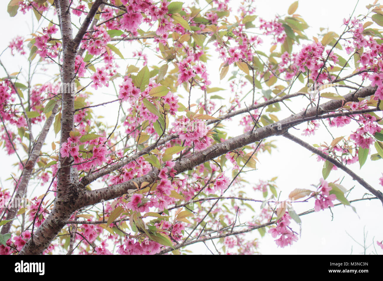 Colorful of pink sakura with the sky Stock Photo - Alamy
