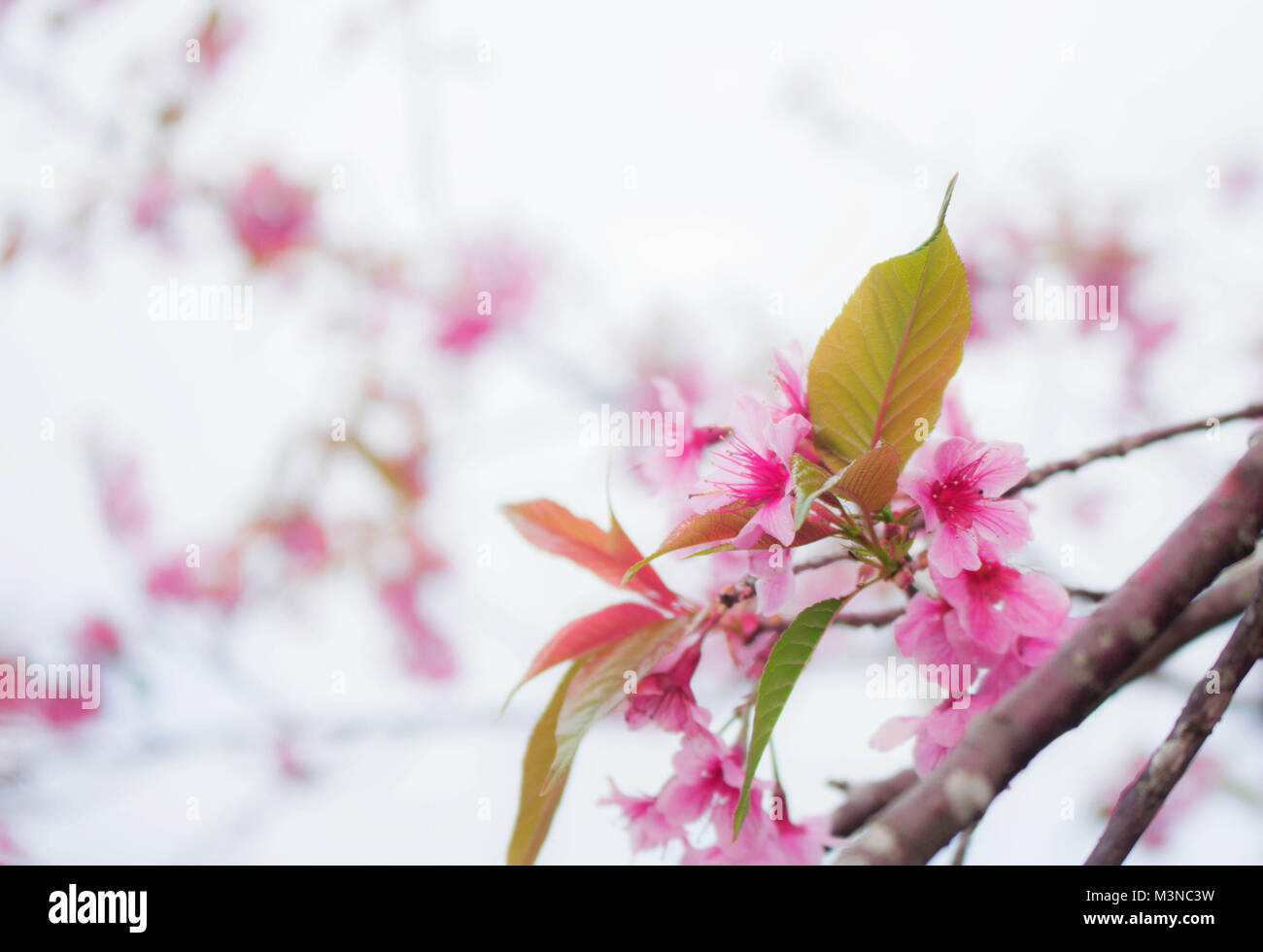 Colorful of sakura with the sky Stock Photo - Alamy